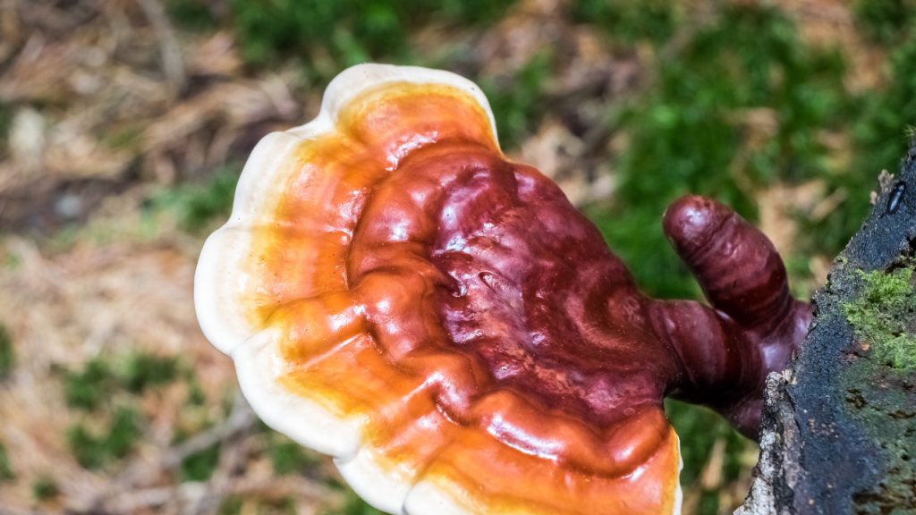 Hongos medicinales: sabiduría desde hace más de 3000 años